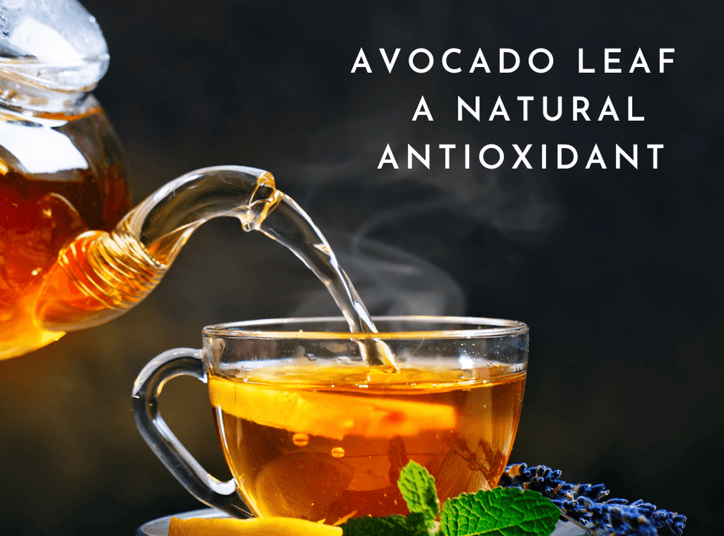 The Evidence Behind Natural Antioxidant Benefits of Avocado Leaf Extra